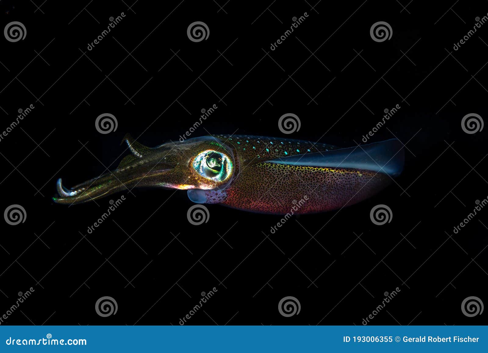 Bigfin Reef Squid, Sepioteuthis Lessoniana Stock Image - Image of fish ...