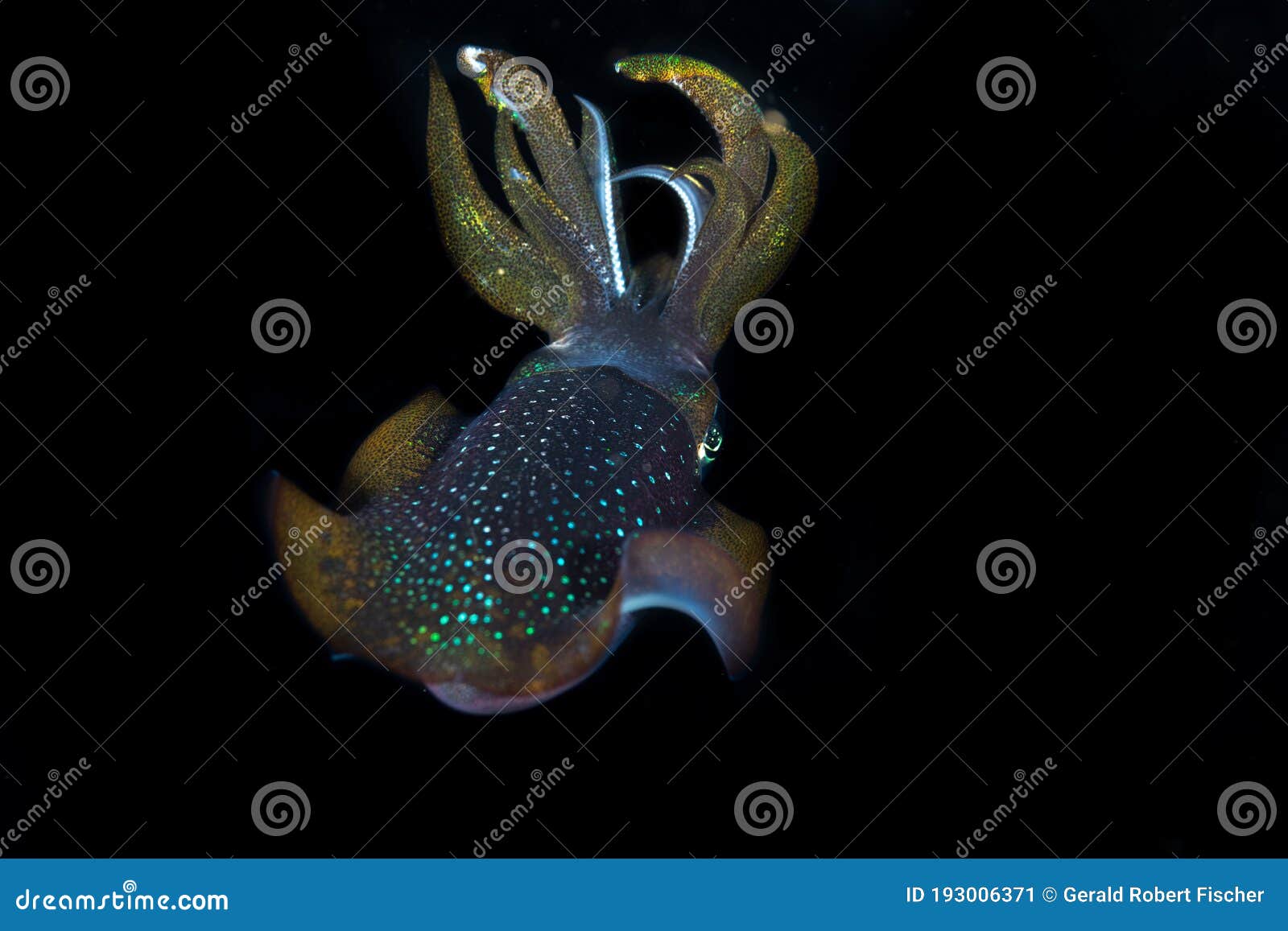 Bigfin Reef Squid, Sepioteuthis Lessoniana Stock Image - Image of ...
