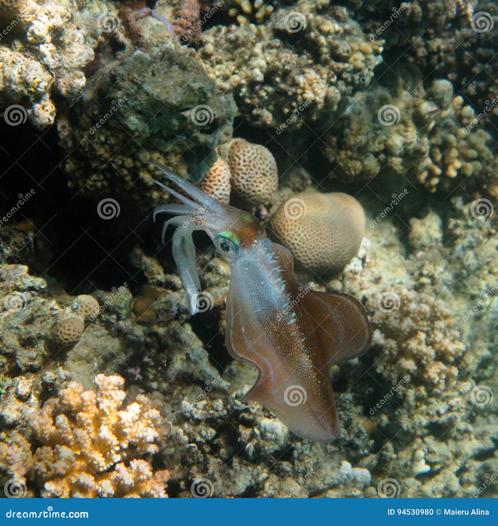Bigfin Reef Squid stock photo. Image of ecosystem, mariculture - 94530980