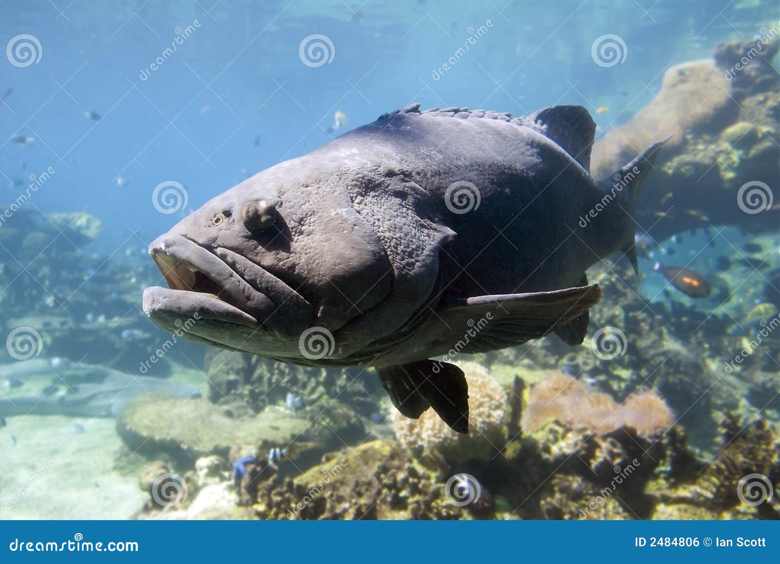 Bigfish stock photo. Image of australia, sponge, lanceolatus - 2484806