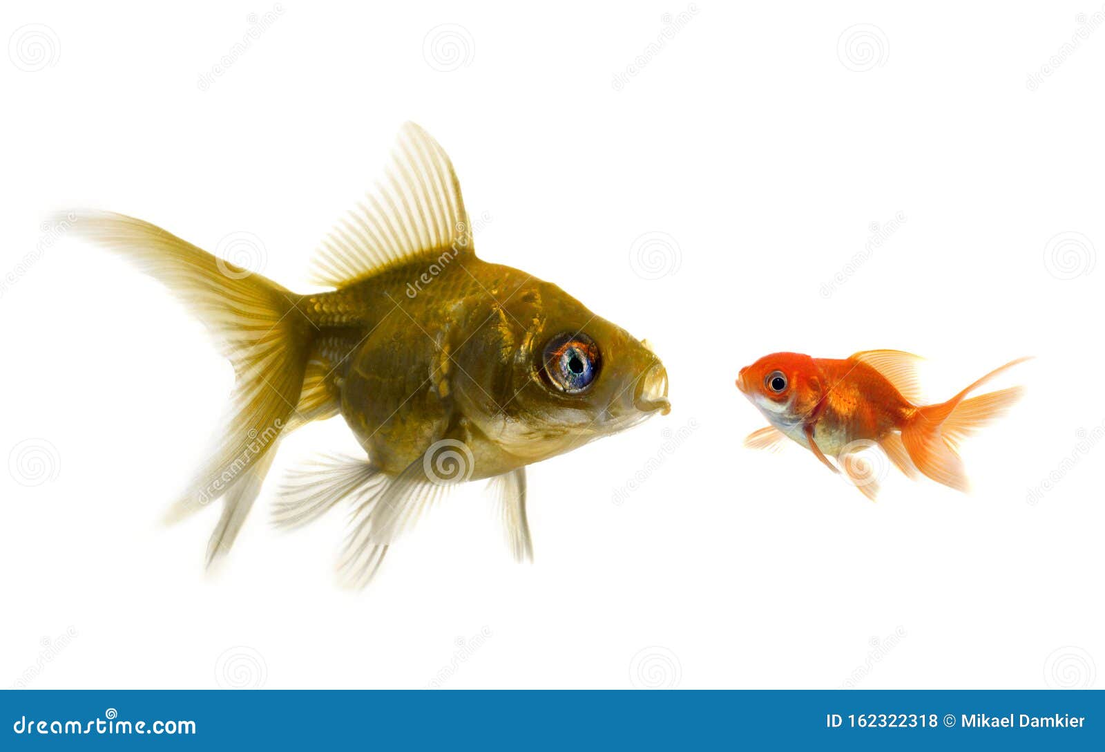 The Bigger Fish Tries To Eat the Small One Stock Photo - Image of ...