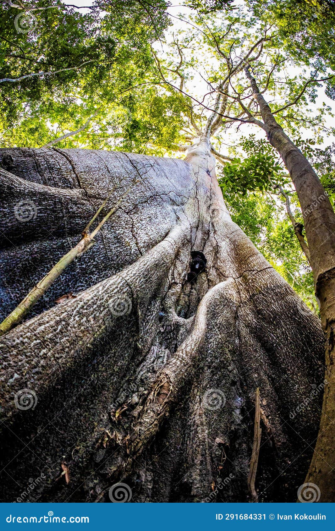 Angelim Vermelho Stock Photos - Free & Royalty-Free Stock Photos from ...