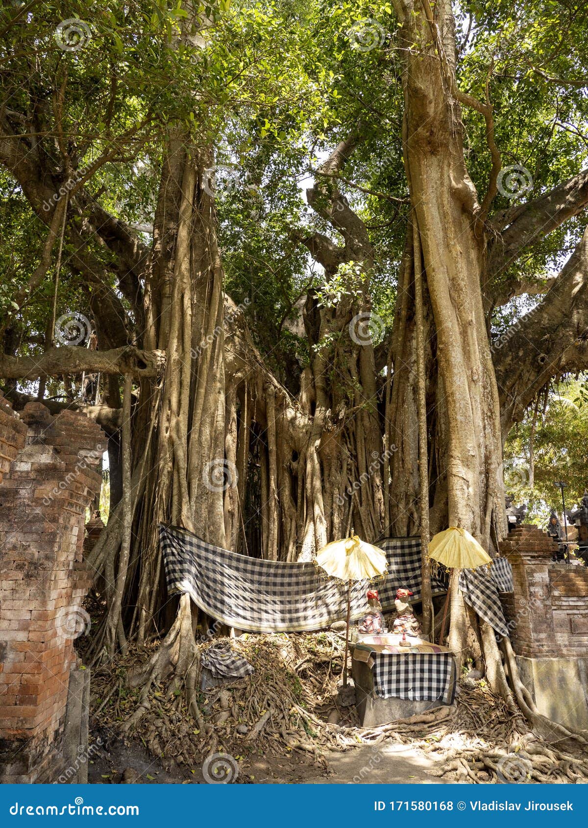 Biggest Badyan Tree, in Bali, Indonesia Stock Photo - Image of plant ...