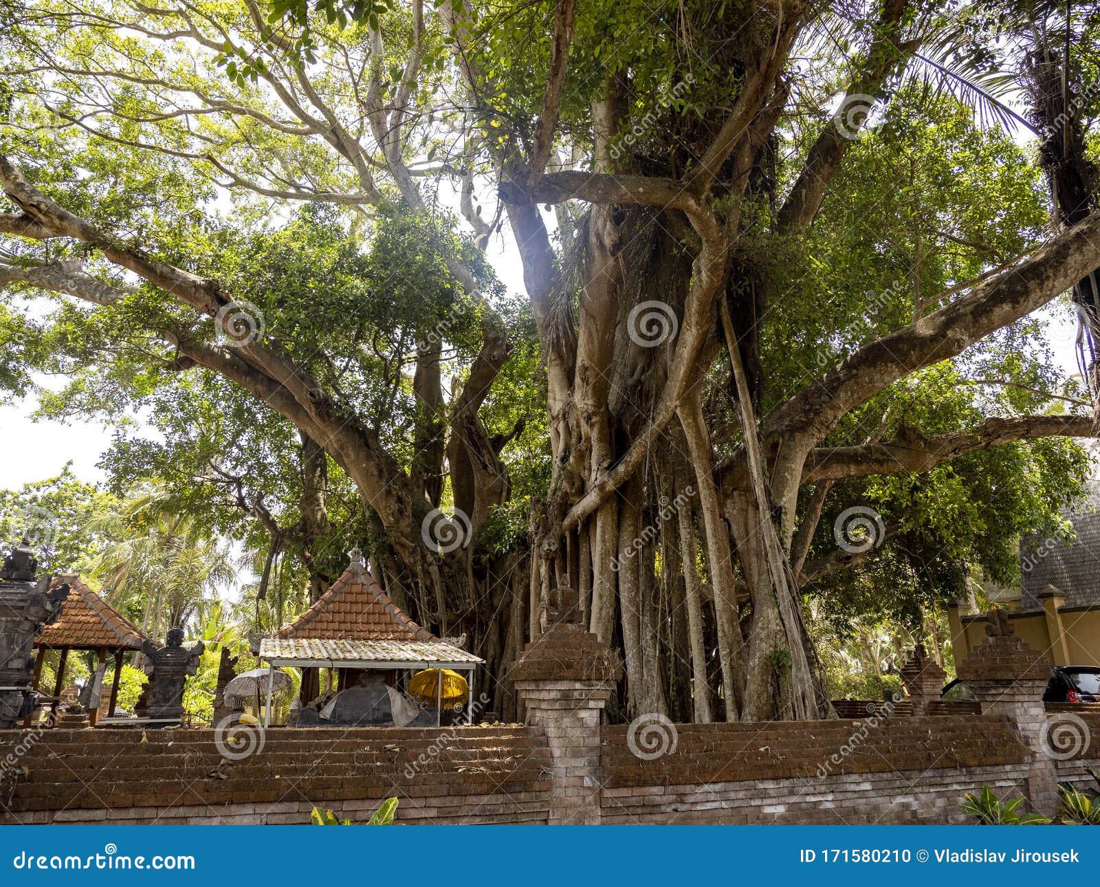 Biggest Badyan Tree, in Bali, Indonesia Stock Photo - Image of tree ...