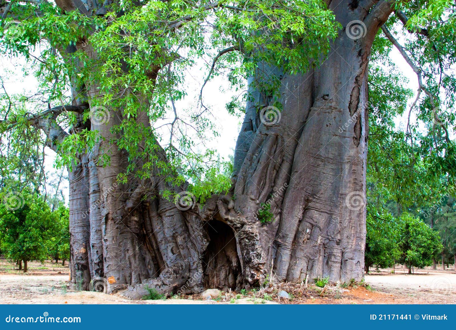 Biggest Baobab in South Africa Stock Image - Image of nature, baobab ...