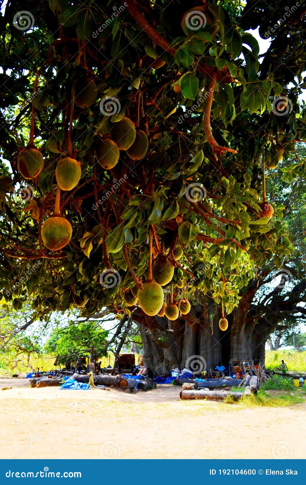Biggest Baobab Tree in Senegal Stock Photo - Image of tall, colorful ...