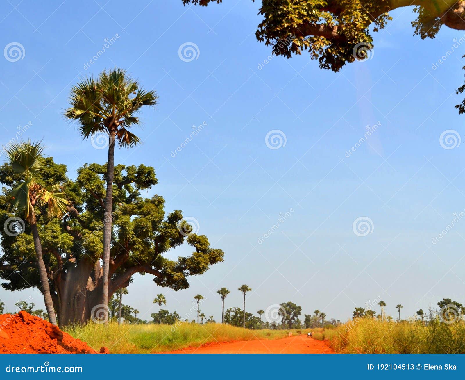 Biggest Baobab Tree in Senegal Stock Image - Image of amazing, baobab ...