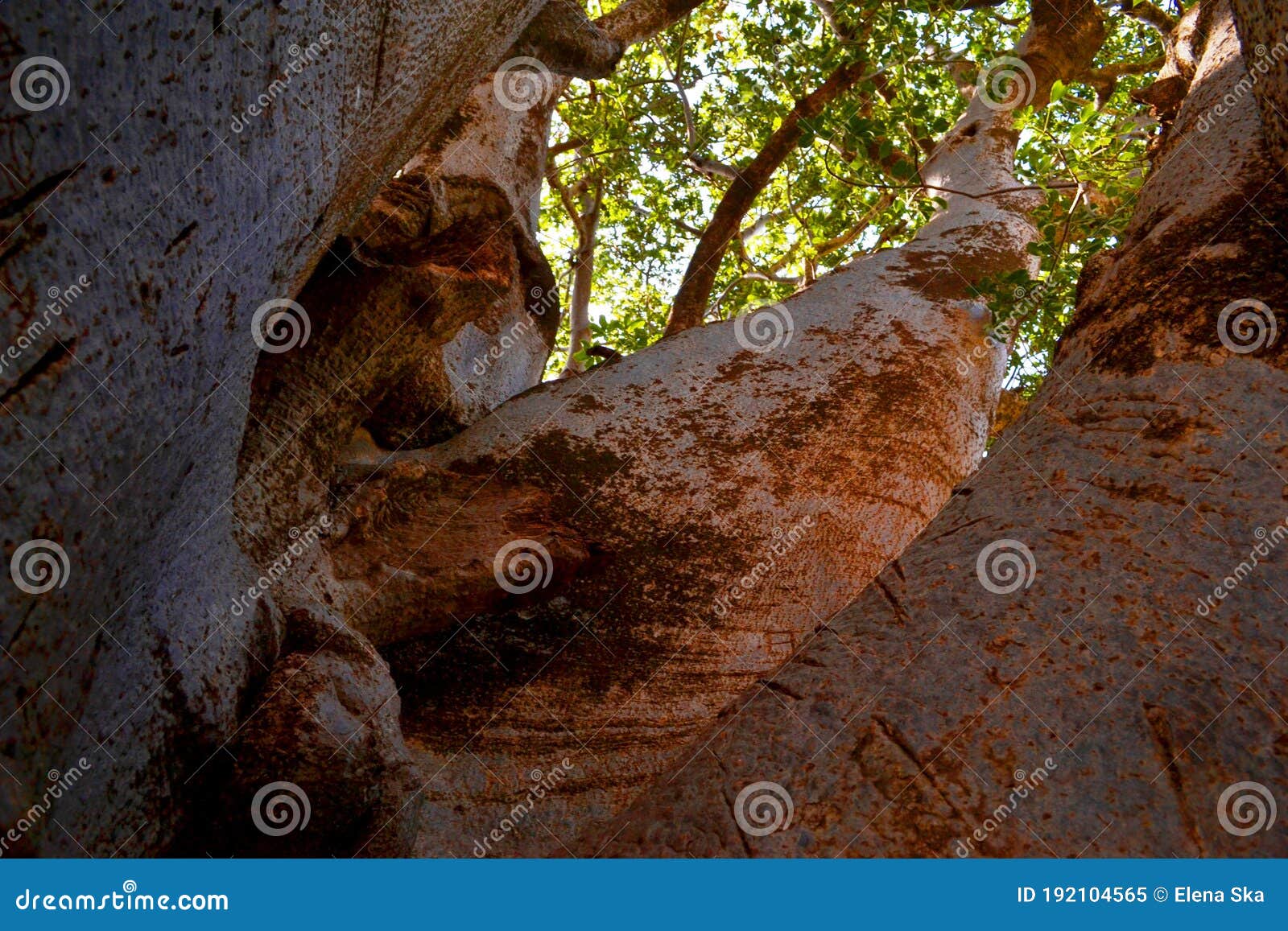 Biggest Baobab Tree in Senegal Stock Image - Image of botany, enourmous ...