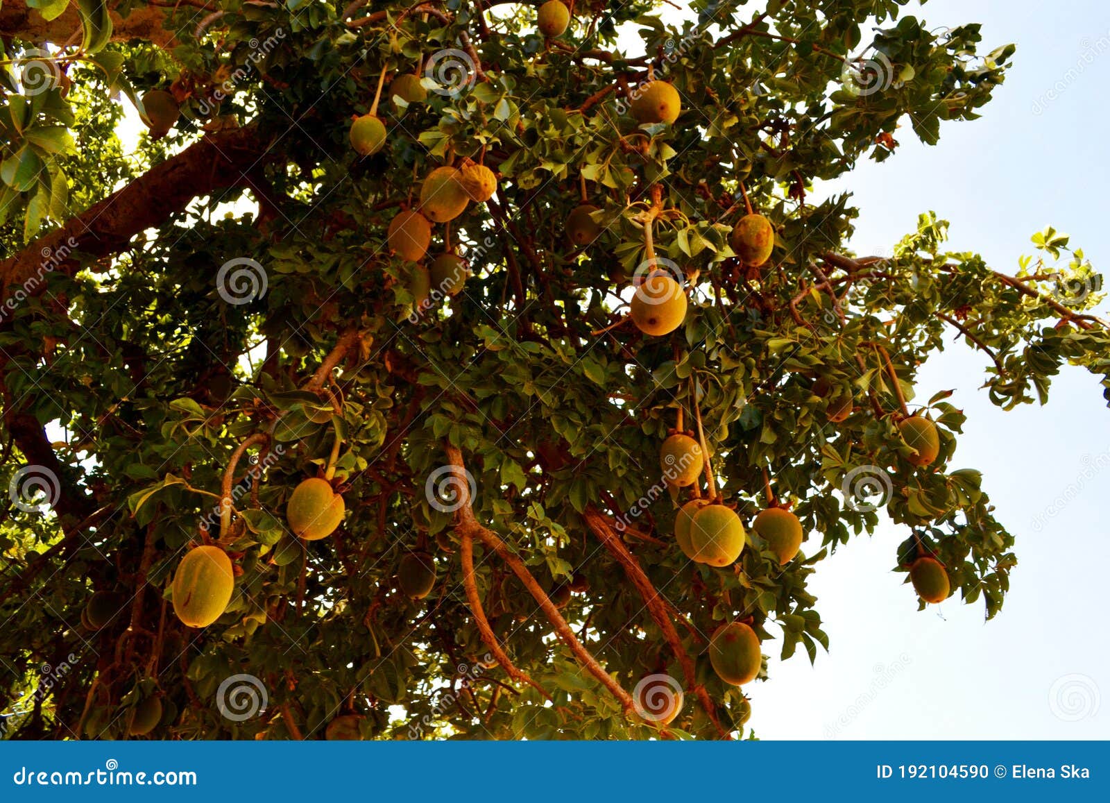 Biggest Baobab Tree in Senegal Stock Photo - Image of saloum, exotic ...
