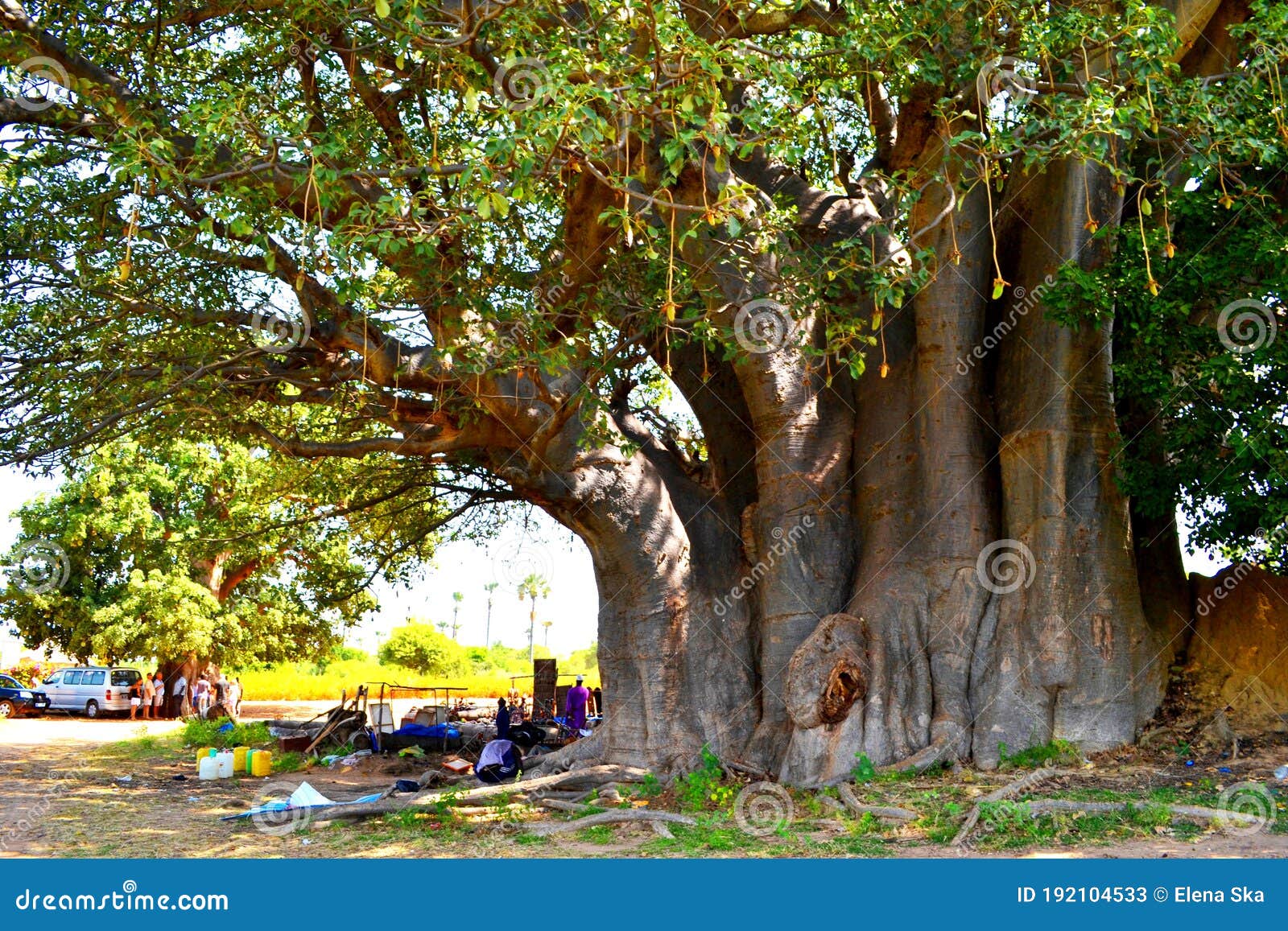 Biggest Baobab Tree in Senegal Editorial Stock Photo - Image of west ...