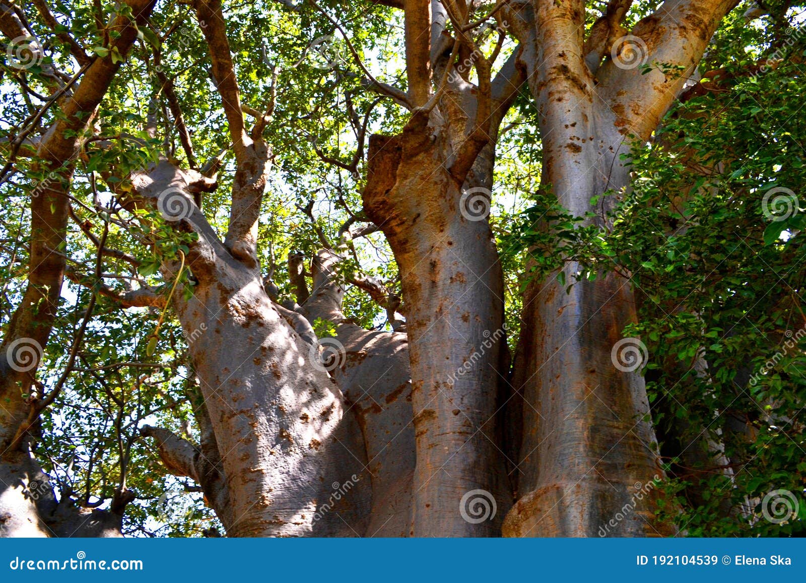 Biggest Baobab Tree in Senegal Stock Image - Image of leaves ...