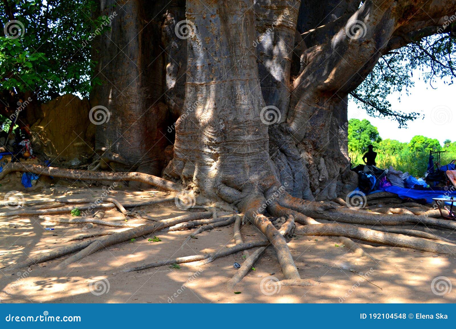 Biggest Baobab Tree in Senegal Editorial Stock Photo - Image of tall ...