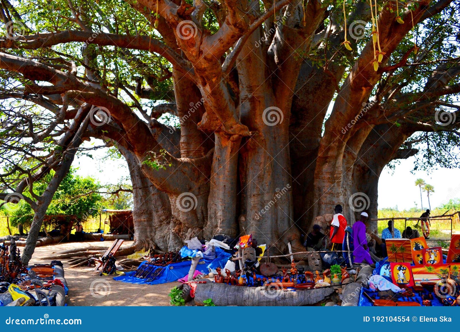 Biggest Baobab Tree in Senegal Editorial Stock Image - Image of fruits ...