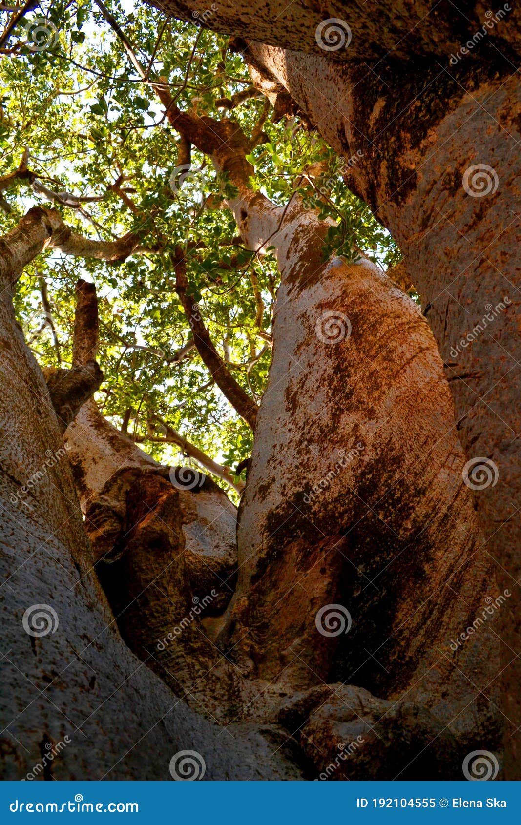 Biggest Baobab Tree in Senegal Stock Image - Image of view, delta ...