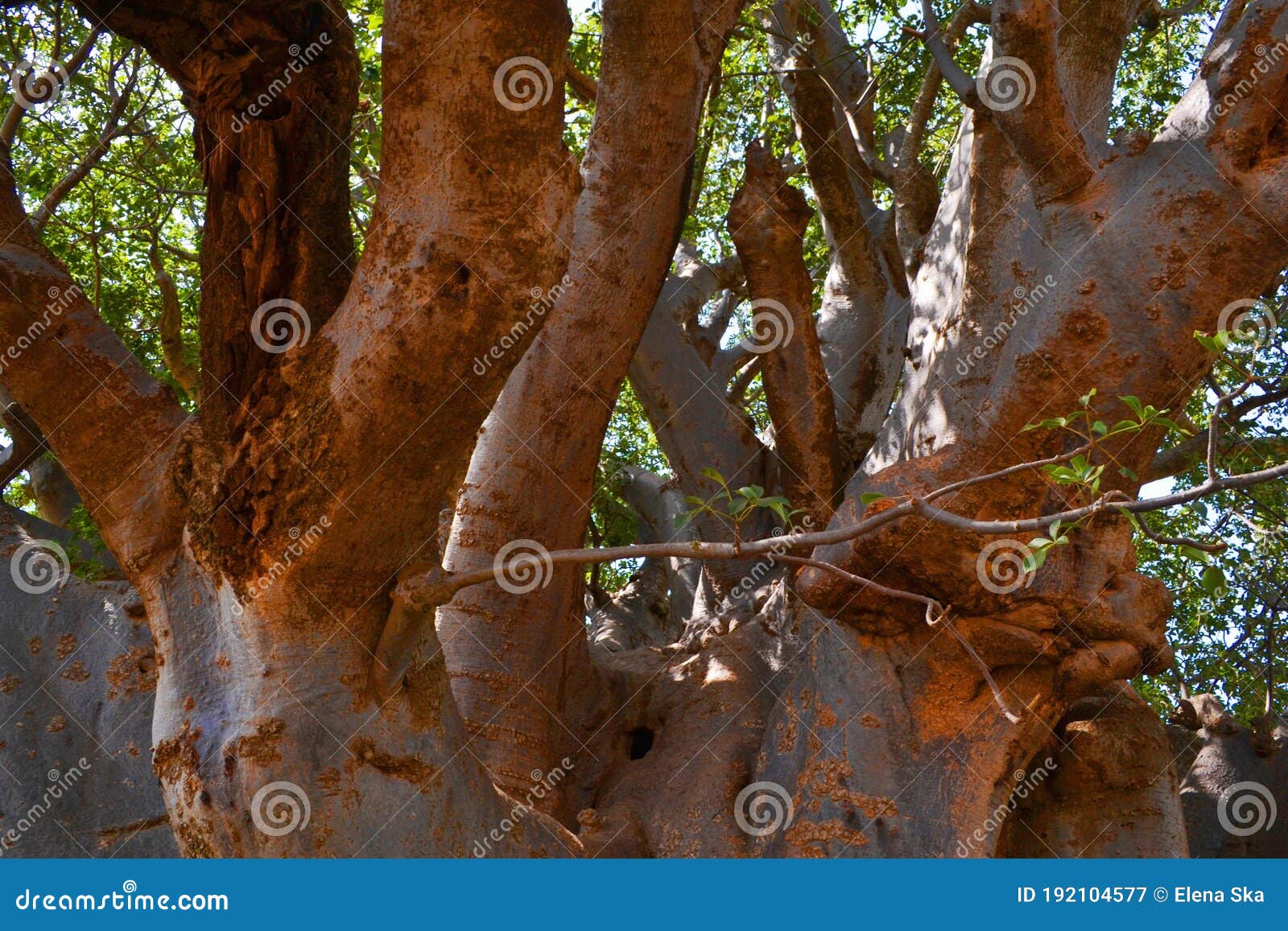 Biggest Baobab Tree in Senegal Stock Image - Image of enourmous ...