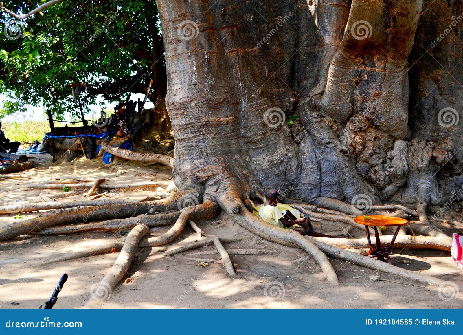 Biggest Baobab Tree in Senegal Stock Image - Image of biggest, tropical ...