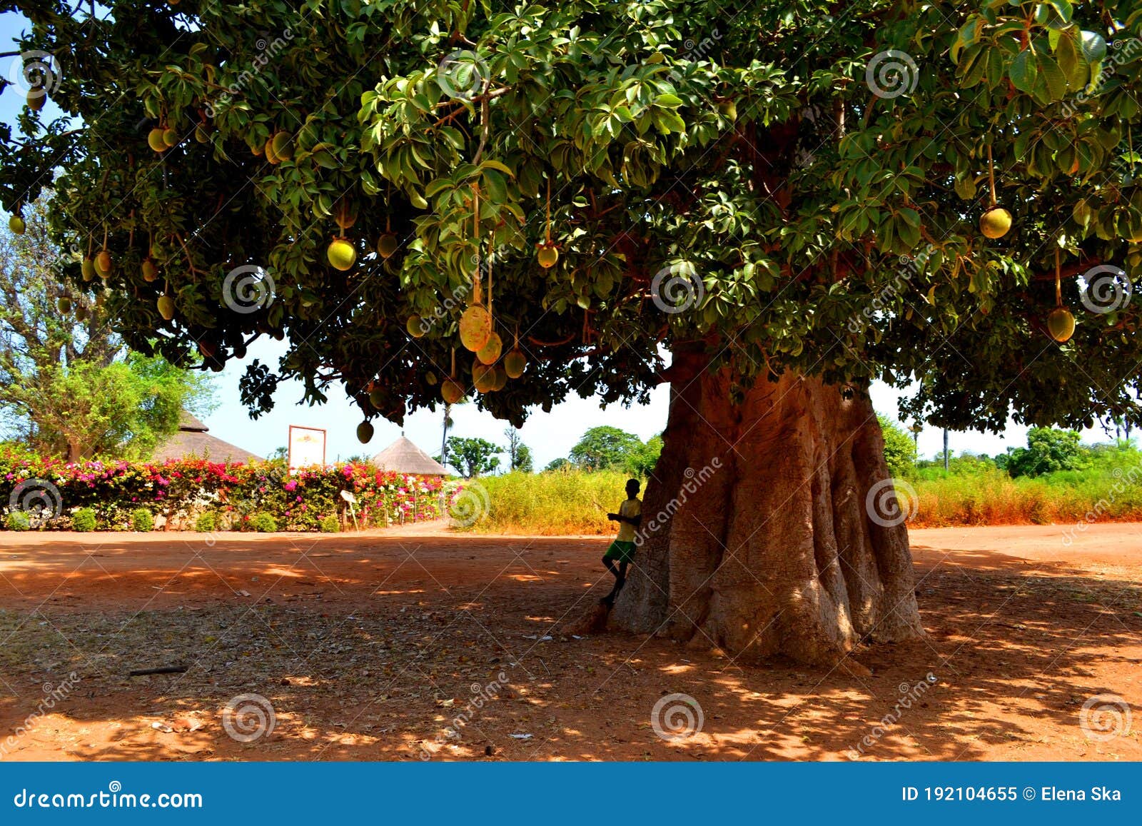 Biggest Baobab Tree in Senegal Editorial Image - Image of tree, delta ...