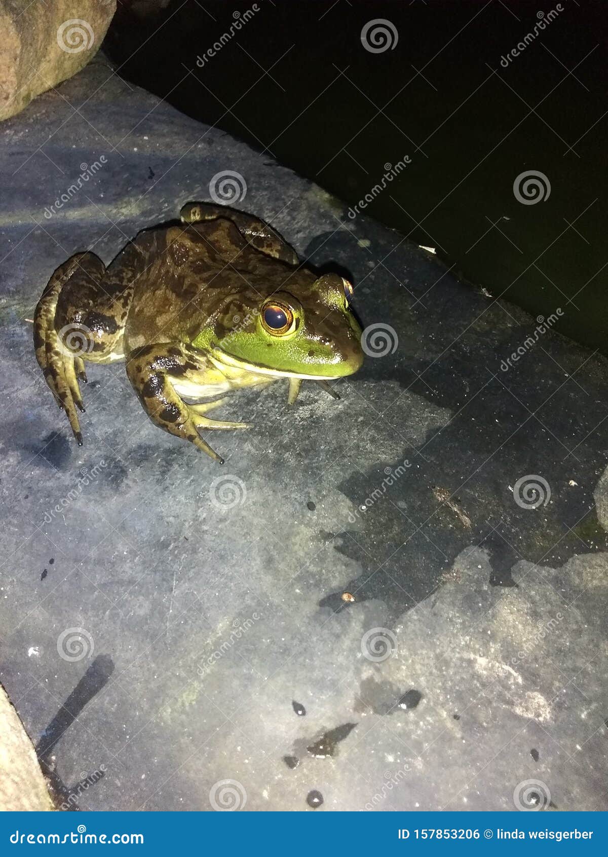 Biggest bullfrog stock photo. Image of master, pond - 157853206