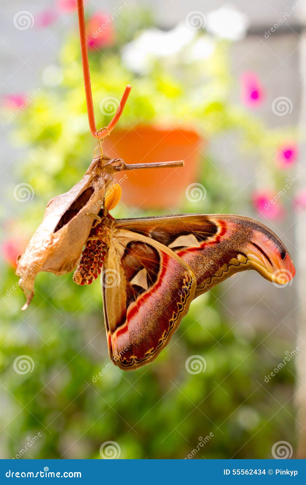 The Biggest Butterfly in the World - Coscinocera Hercules Stock Photo ...