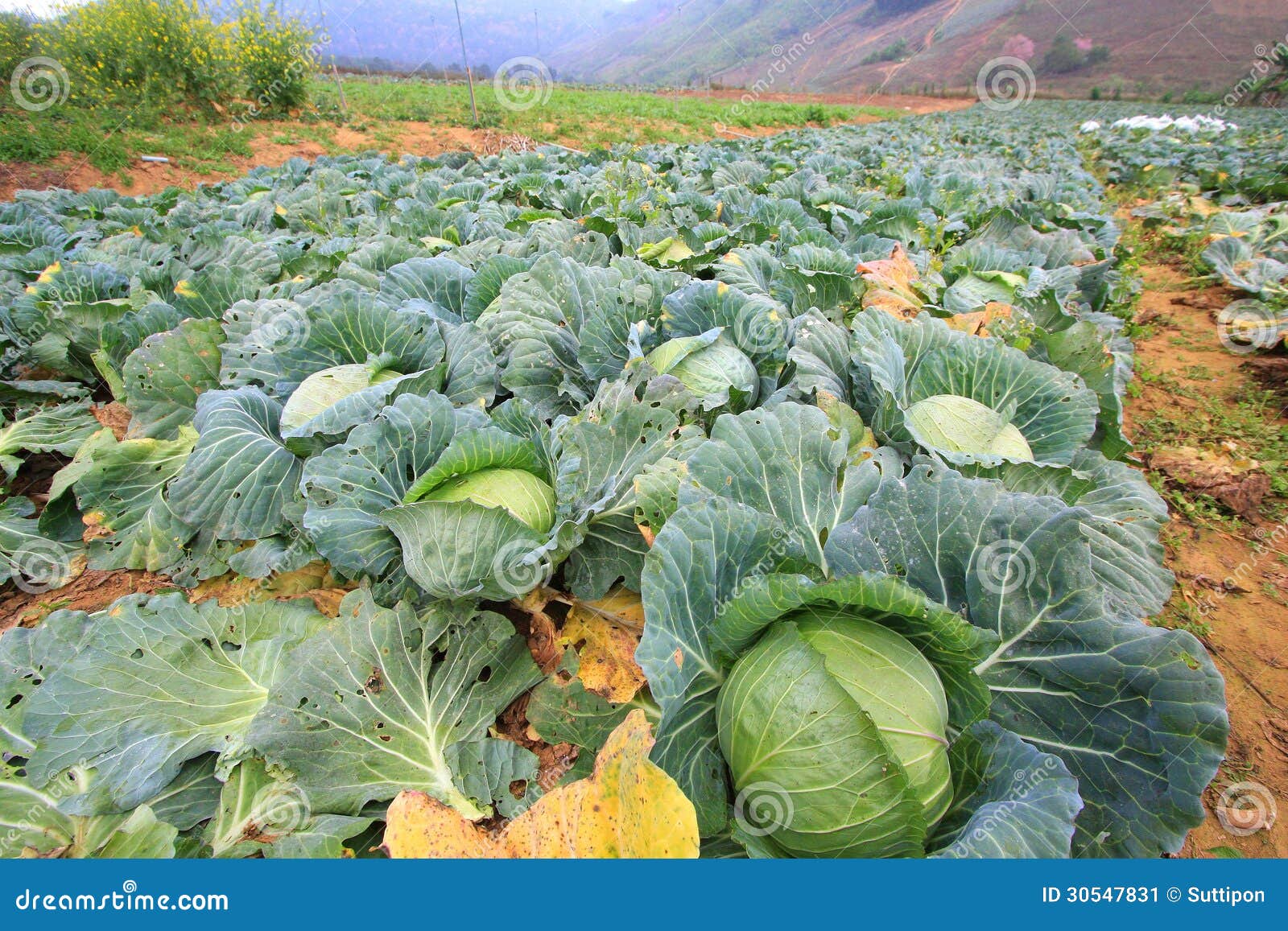 Biggest Cabbage stock image. Image of environment, cauliflower - 30547831