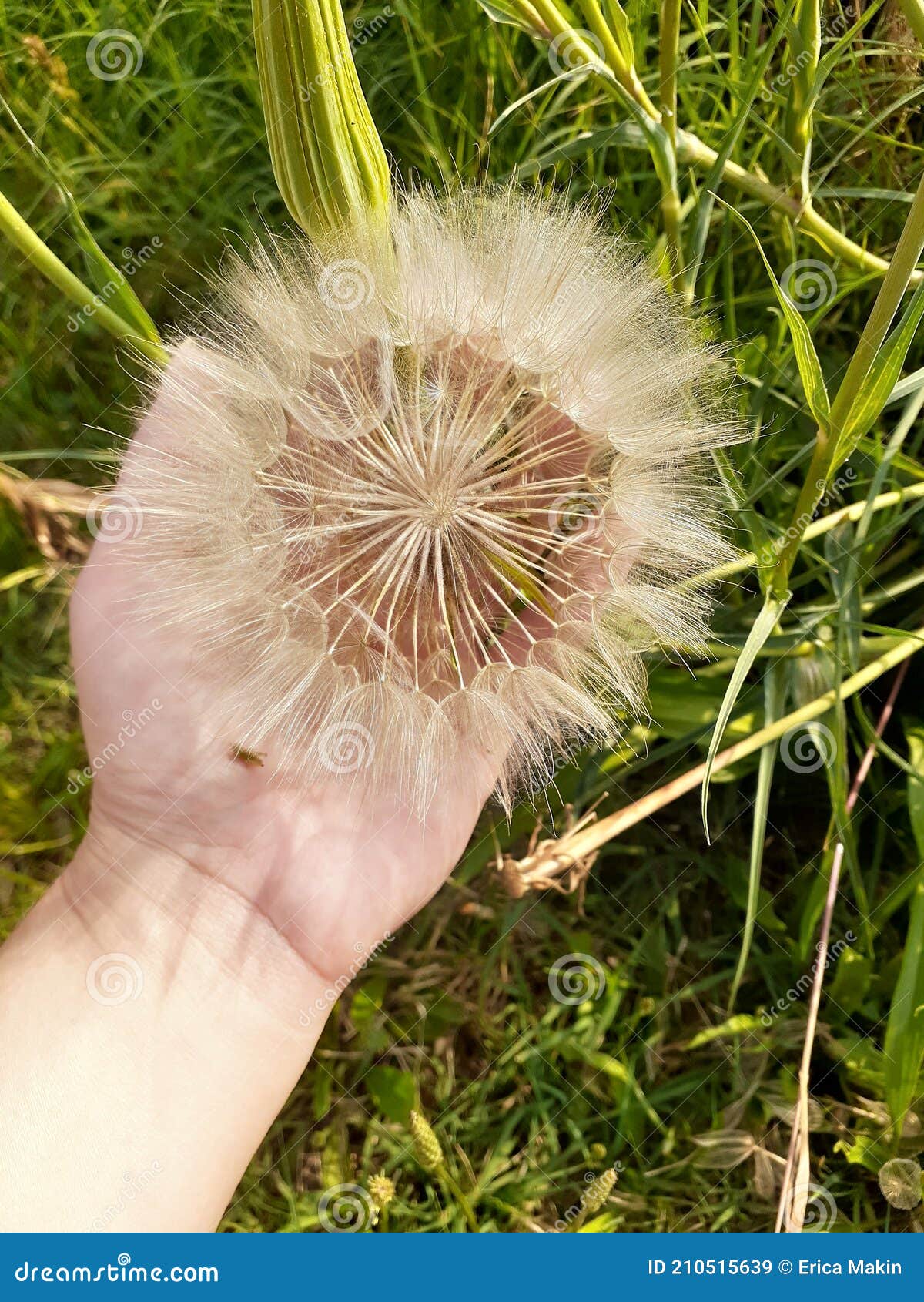 The biggest dandelion stock image. Image of flower, prairie - 210515639