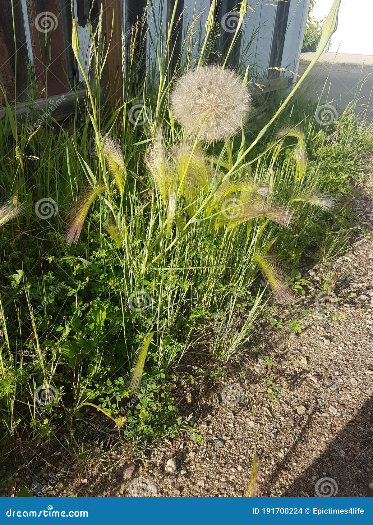 Biggest Dandelion Ever in Edmonton Alberta Stock Photo - Image of ...