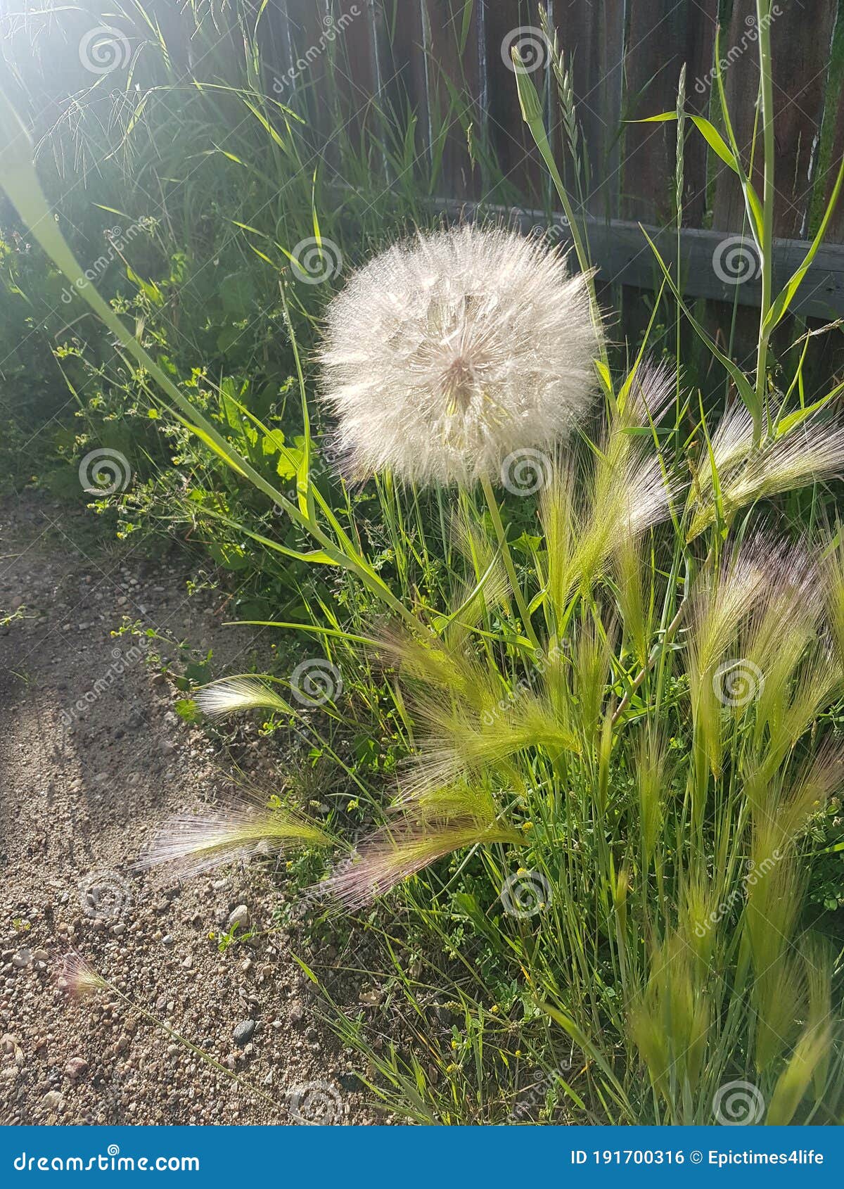 Biggest Dandelion Ever in Edmonton Alberta Stock Photo - Image of plant ...