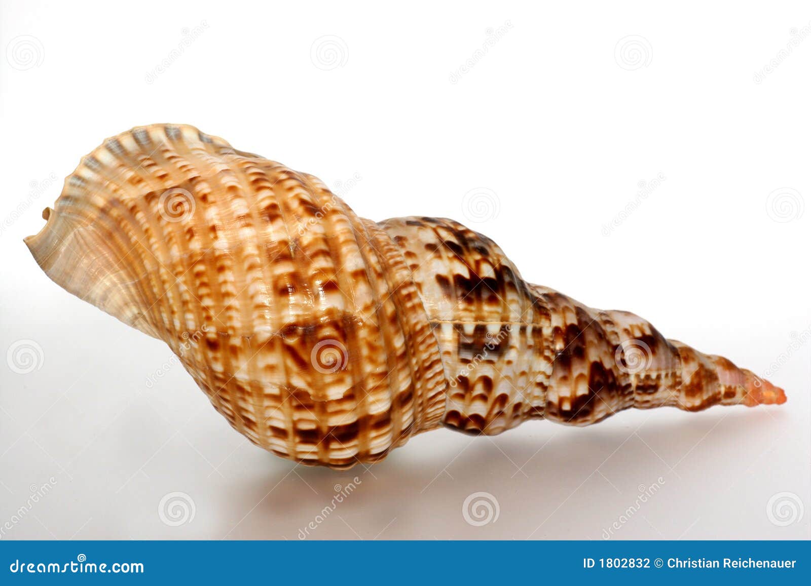 Biggest Greek Snail Shell Back Stock Photo - Image of water, white: 1802832