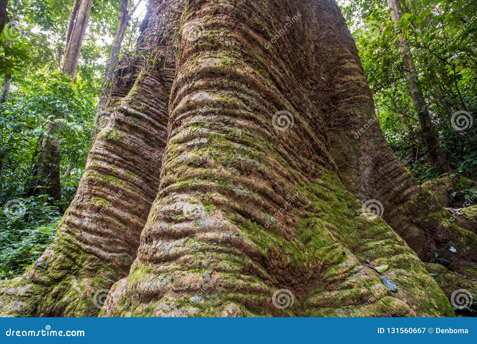 The Biggest Krabak Tree Royalty-Free Stock Photography | CartoonDealer ...