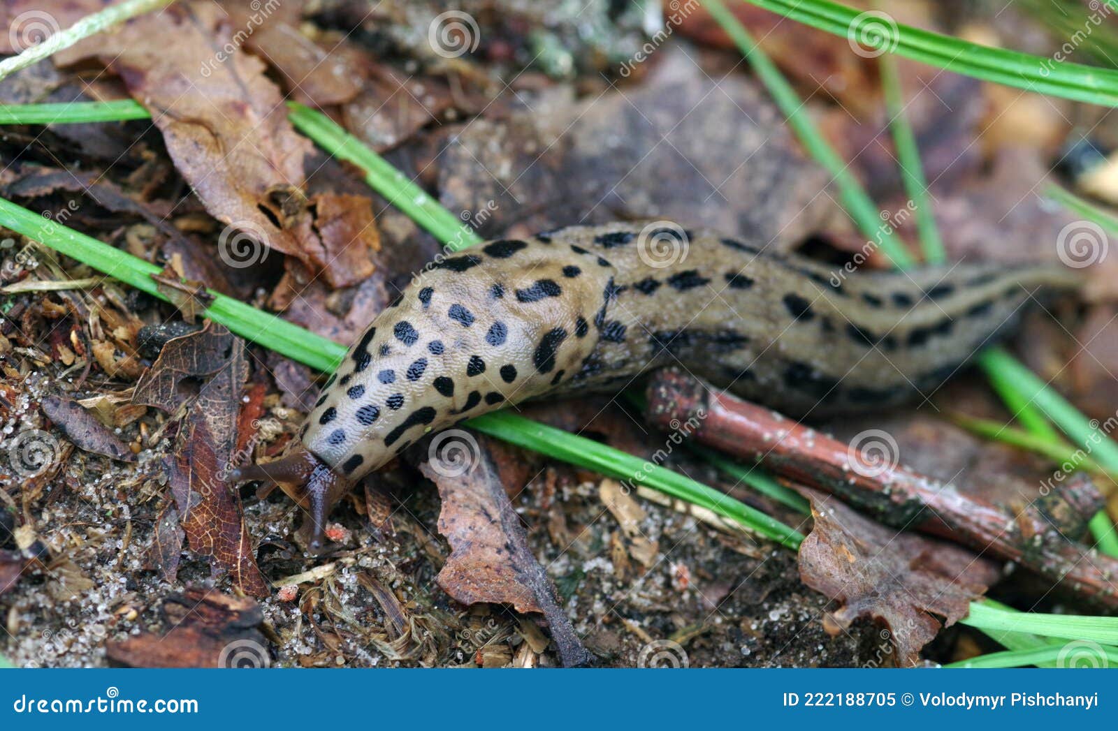 Slug Crawling On A Toadstool In The Forest Royalty-Free Stock ...
