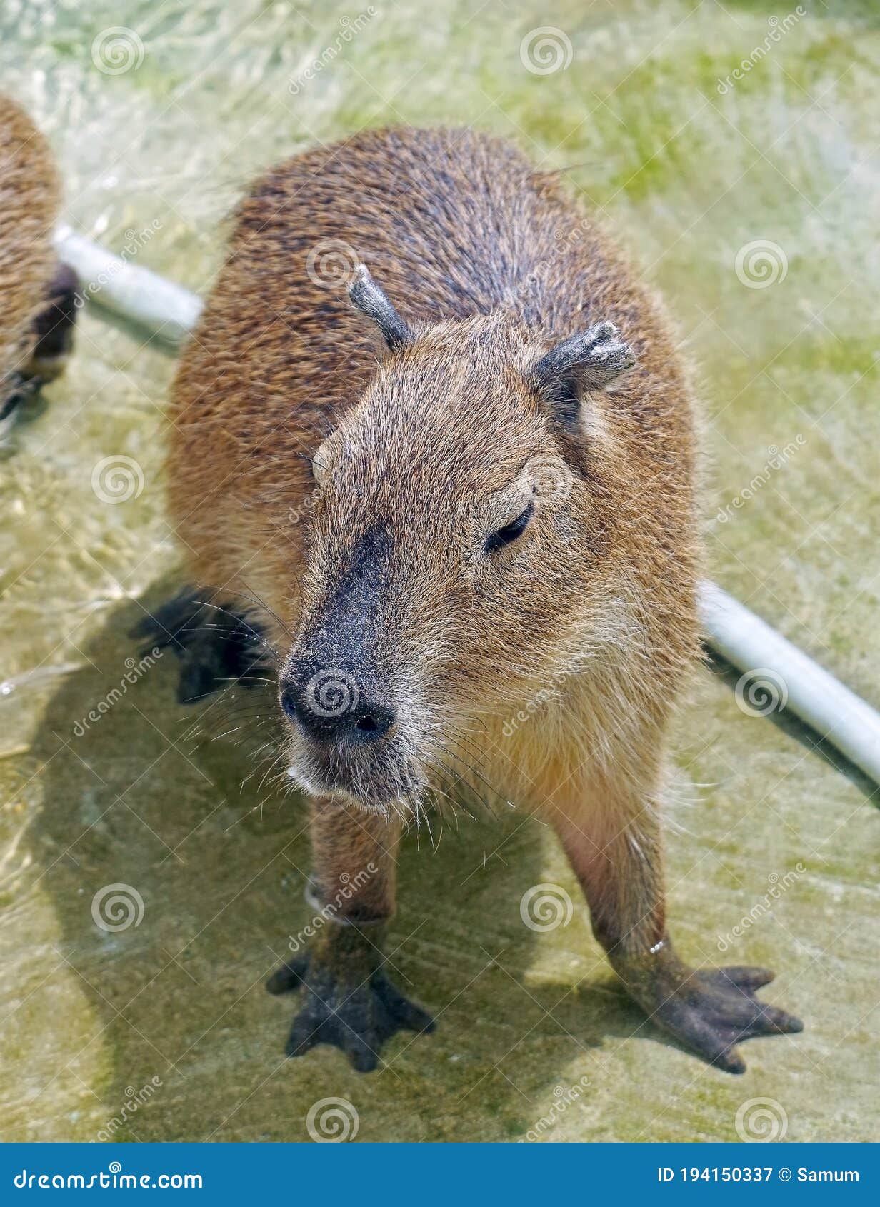 Biggest Mouse Capybara from South America Stock Image - Image of nature ...