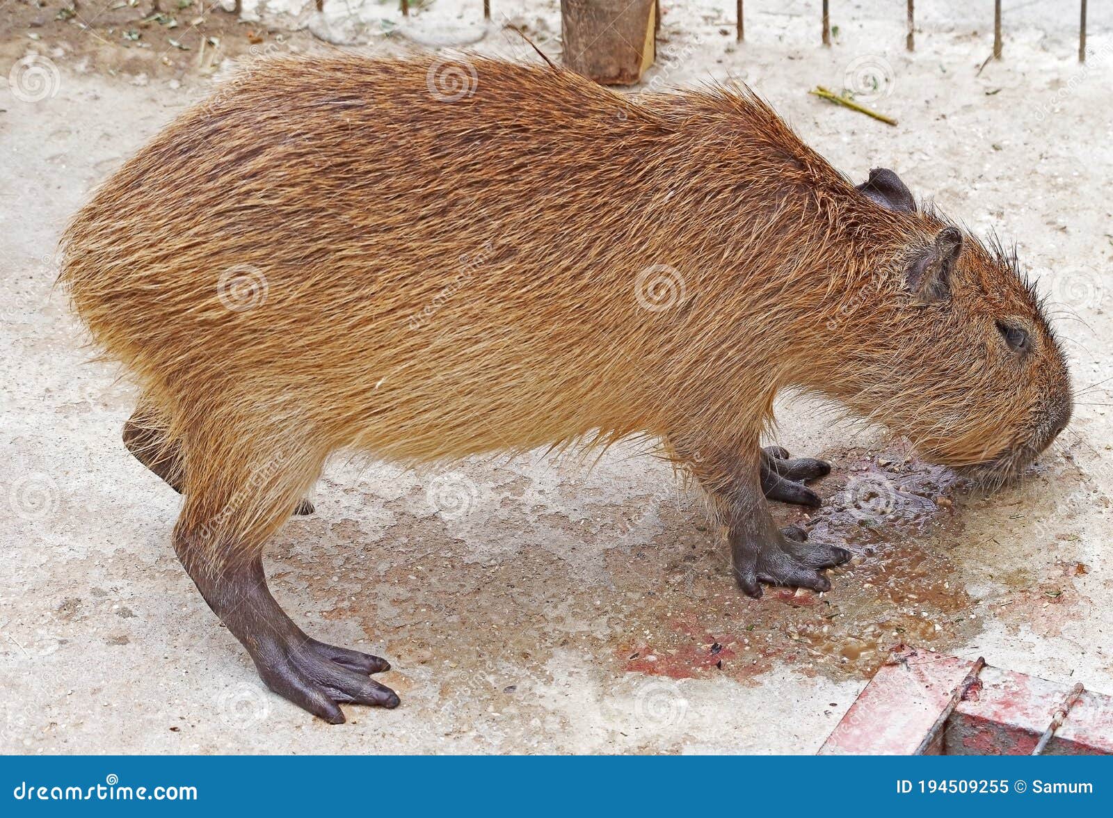 Biggest Mouse Capybara from South America Stock Image - Image of ...