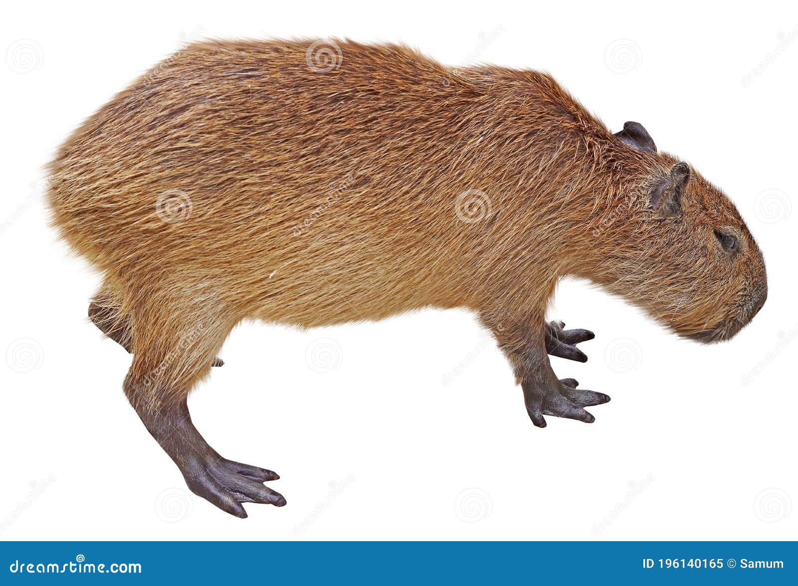 Biggest Mouse Capybara from South America Stock Image - Image of animal ...