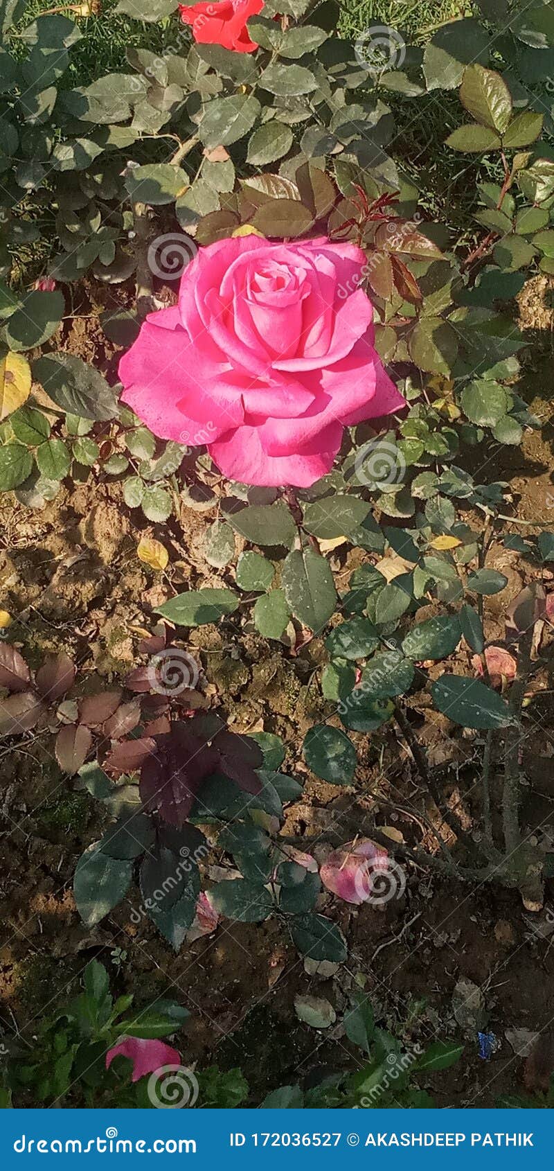 This is the Biggest Rose Sized 6 Inches Width Stock Image - Image of ...