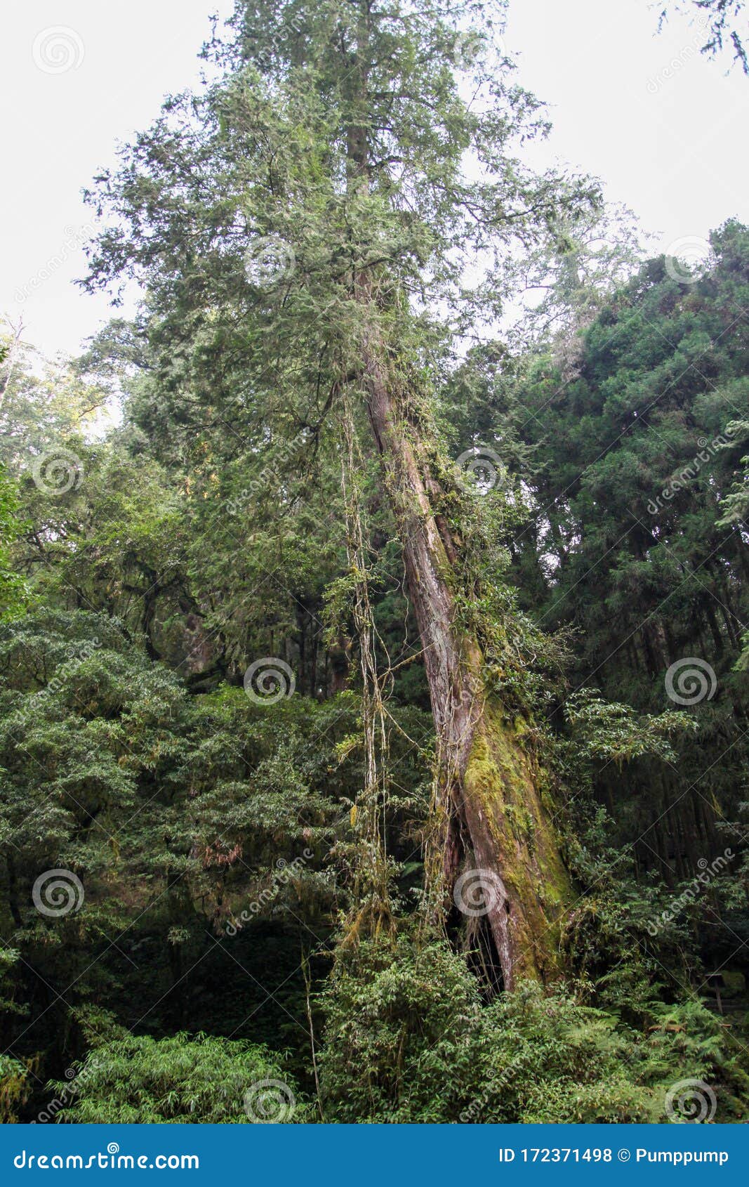 The Biggest Tree in Alishan National Park at Taiwan Stock Photo - Image ...