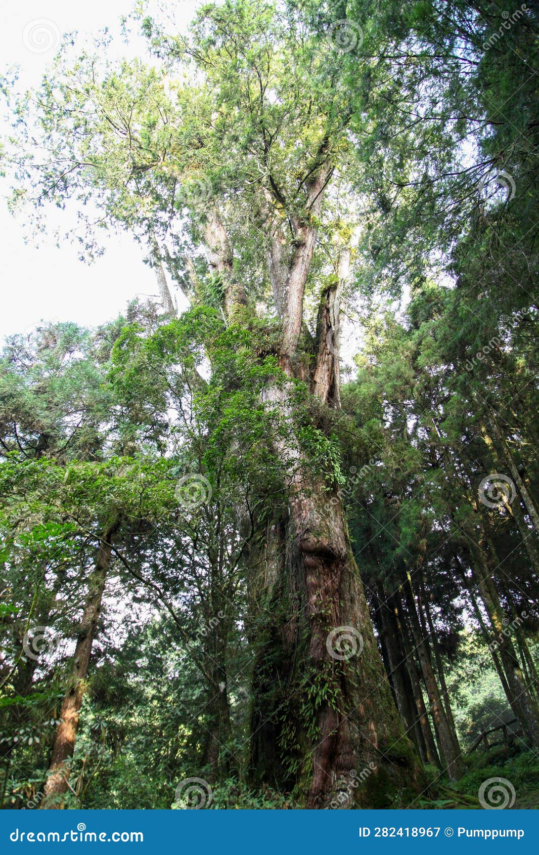 The Biggest Tree in Alishan National Park at Taiwan Stock Image - Image ...