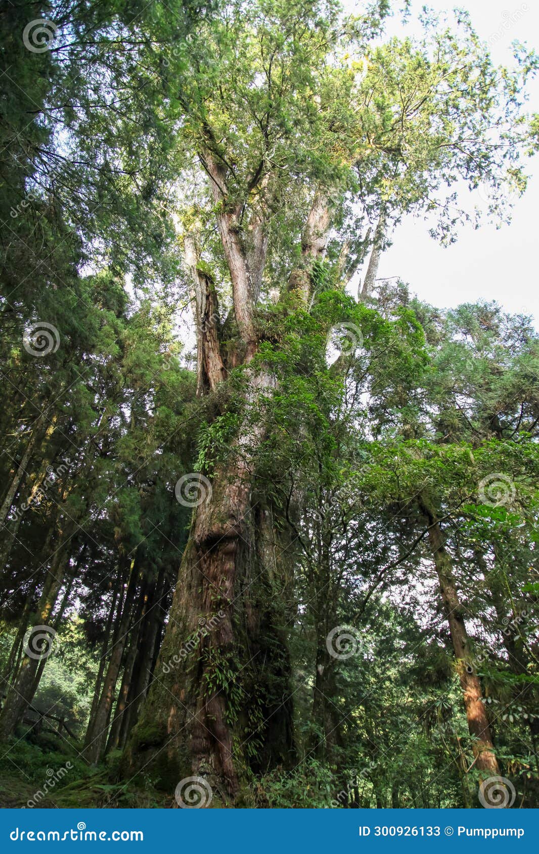The Biggest Tree in Alishan National Park at Taiwan Stock Image - Image ...