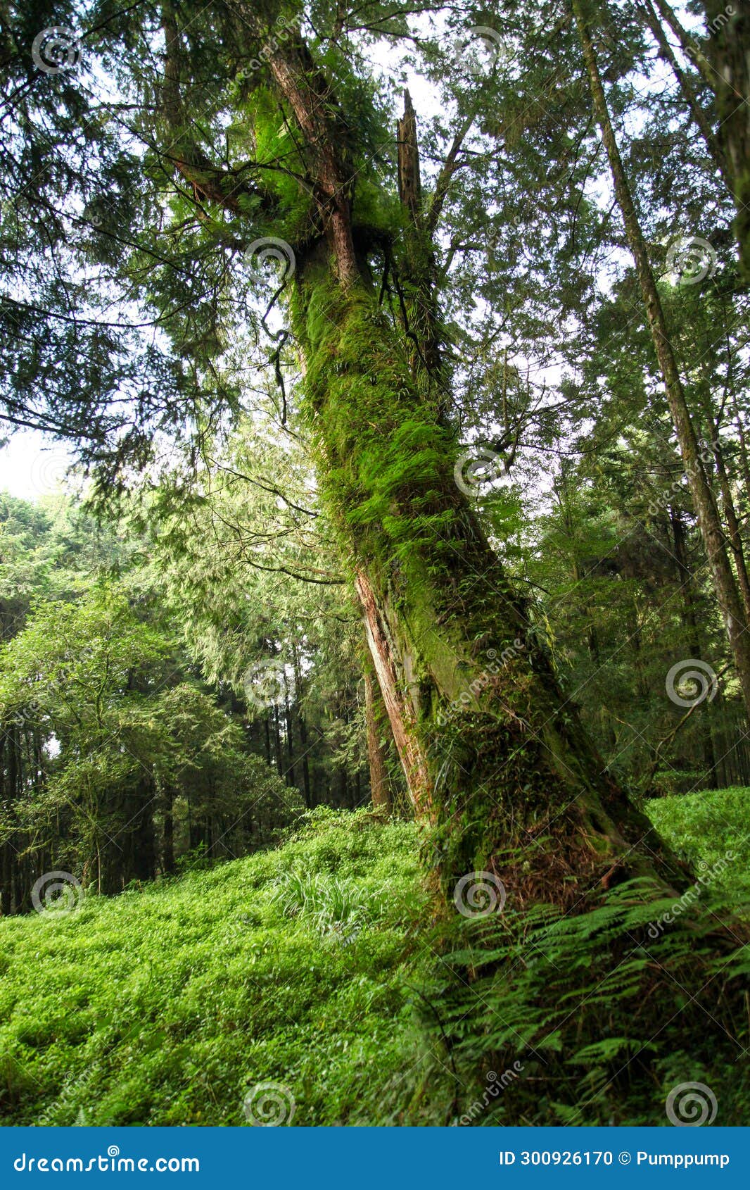 The Biggest Tree in Alishan National Park at Taiwan Stock Photo - Image ...