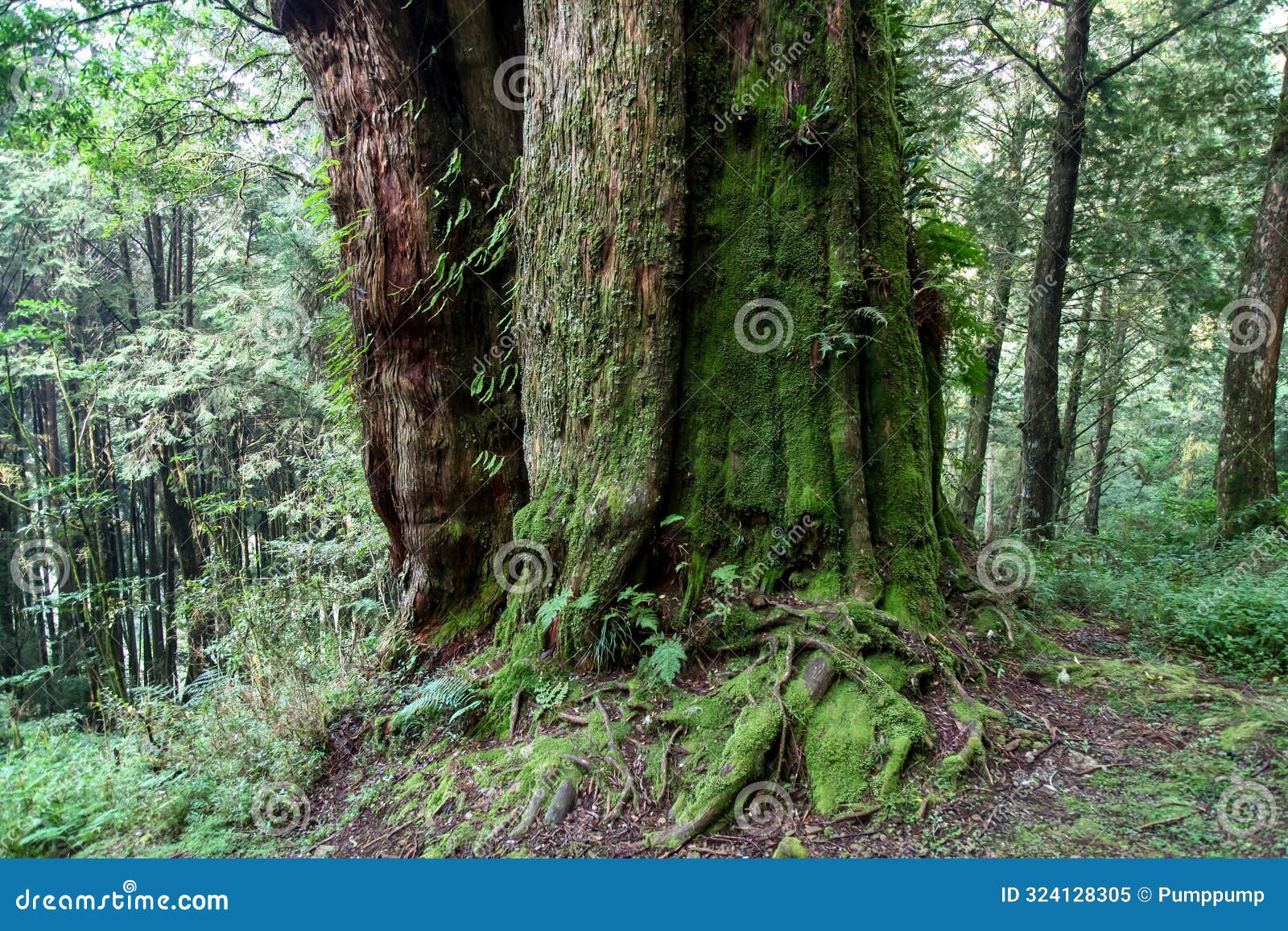 The Biggest Tree in Alishan National Park at Taiwan Stock Image - Image ...