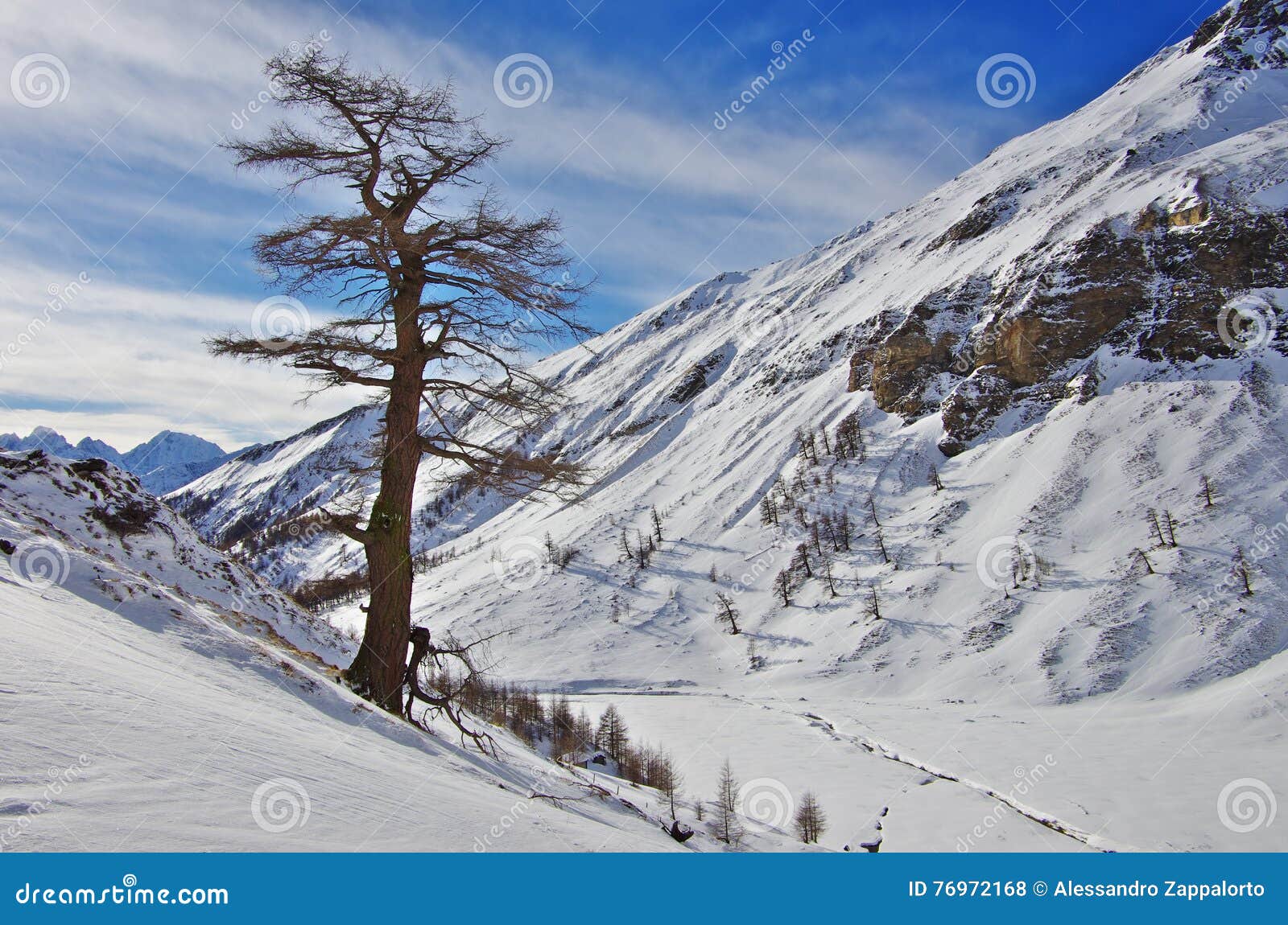 The Biggest Tree in the Alps Stock Photo - Image of austria, piste ...