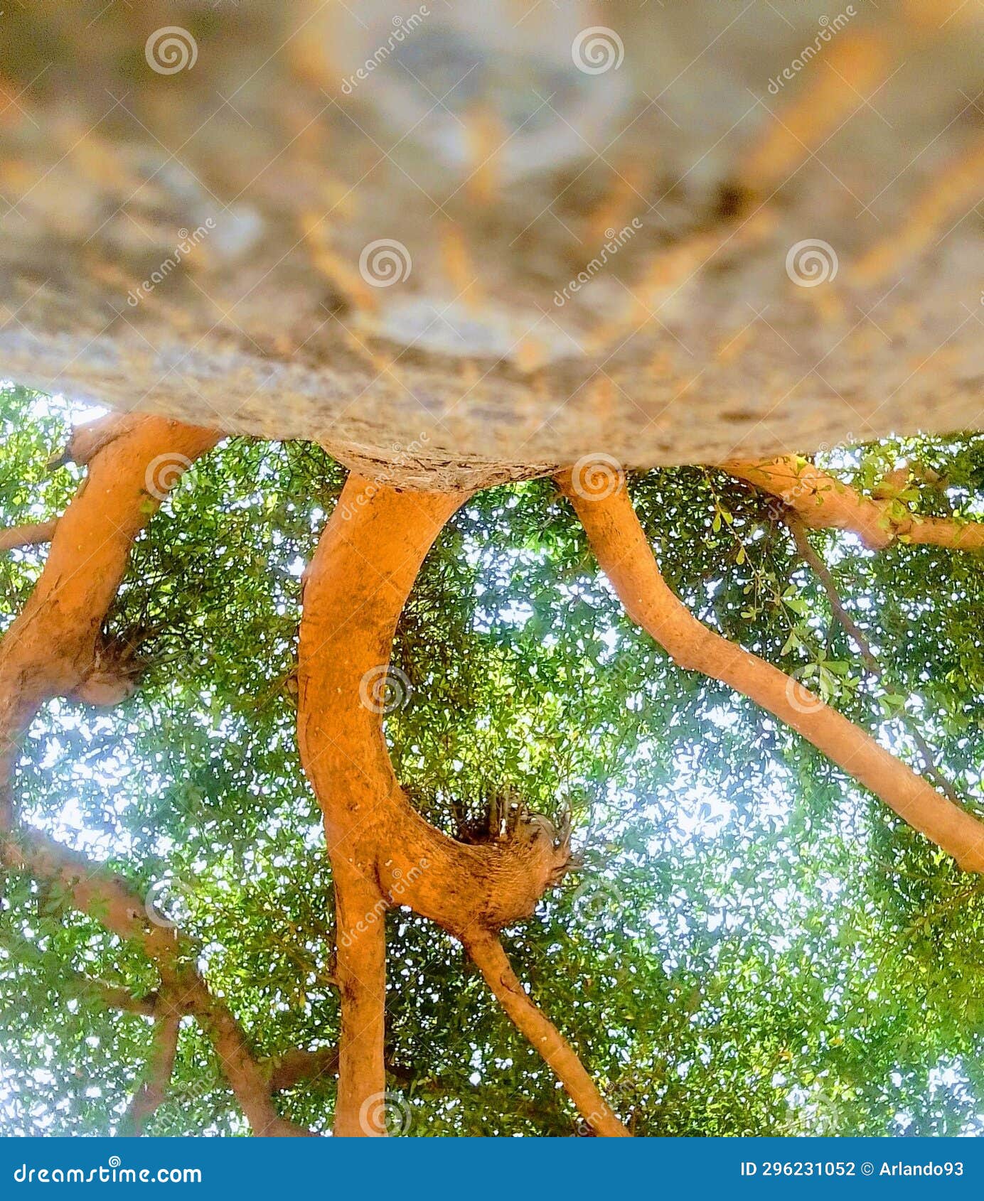 The Biggest Tree in the Town Square Stock Photo - Image of square ...