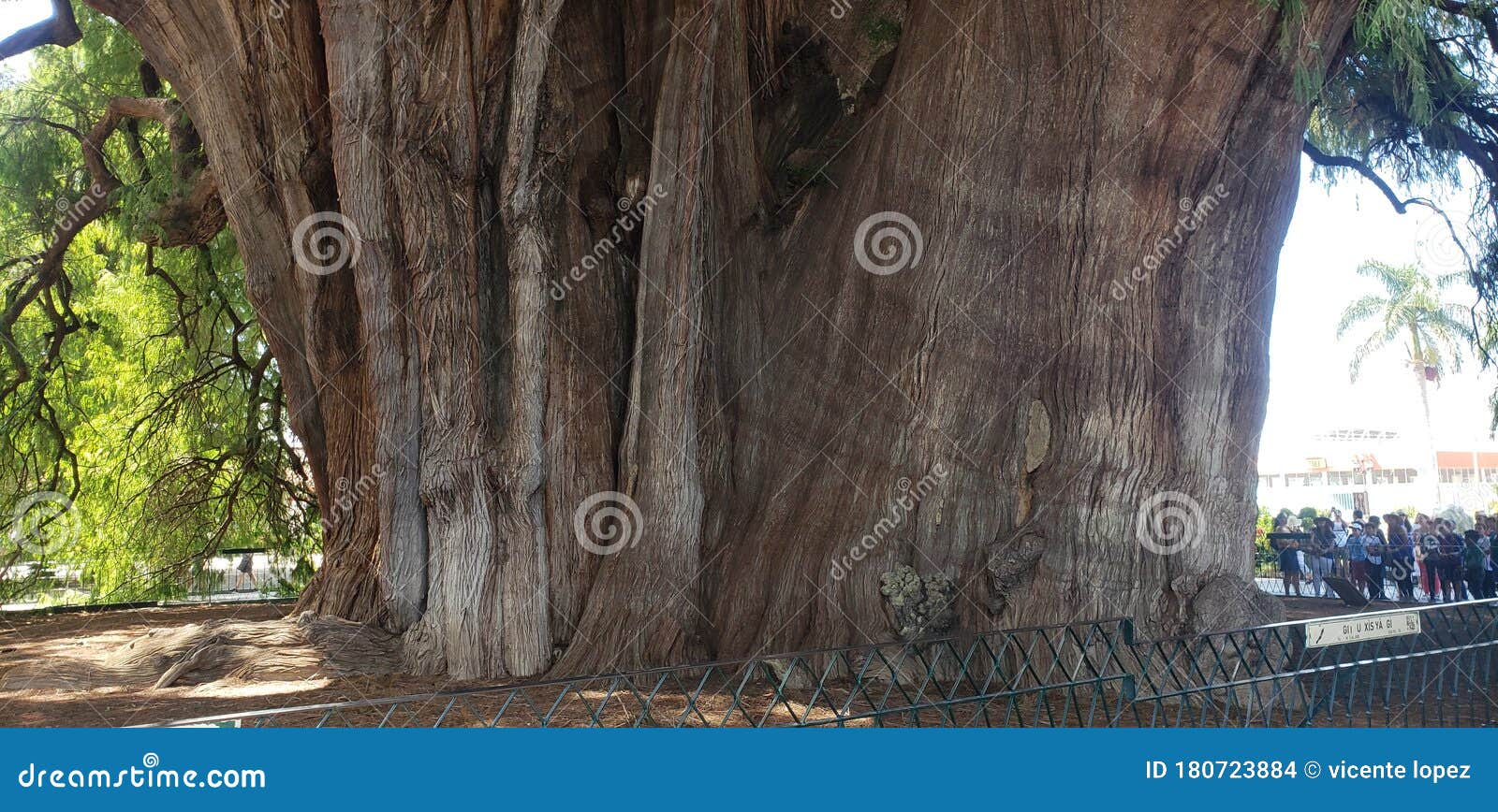The Biggest Tree in the World Oaxaca Mexico Stock Photo - Image of ...