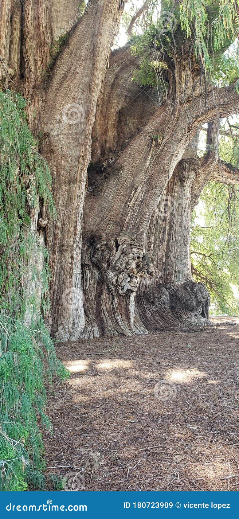 The Biggest Tree in the World Oaxaca Mexico Stock Image - Image of ...