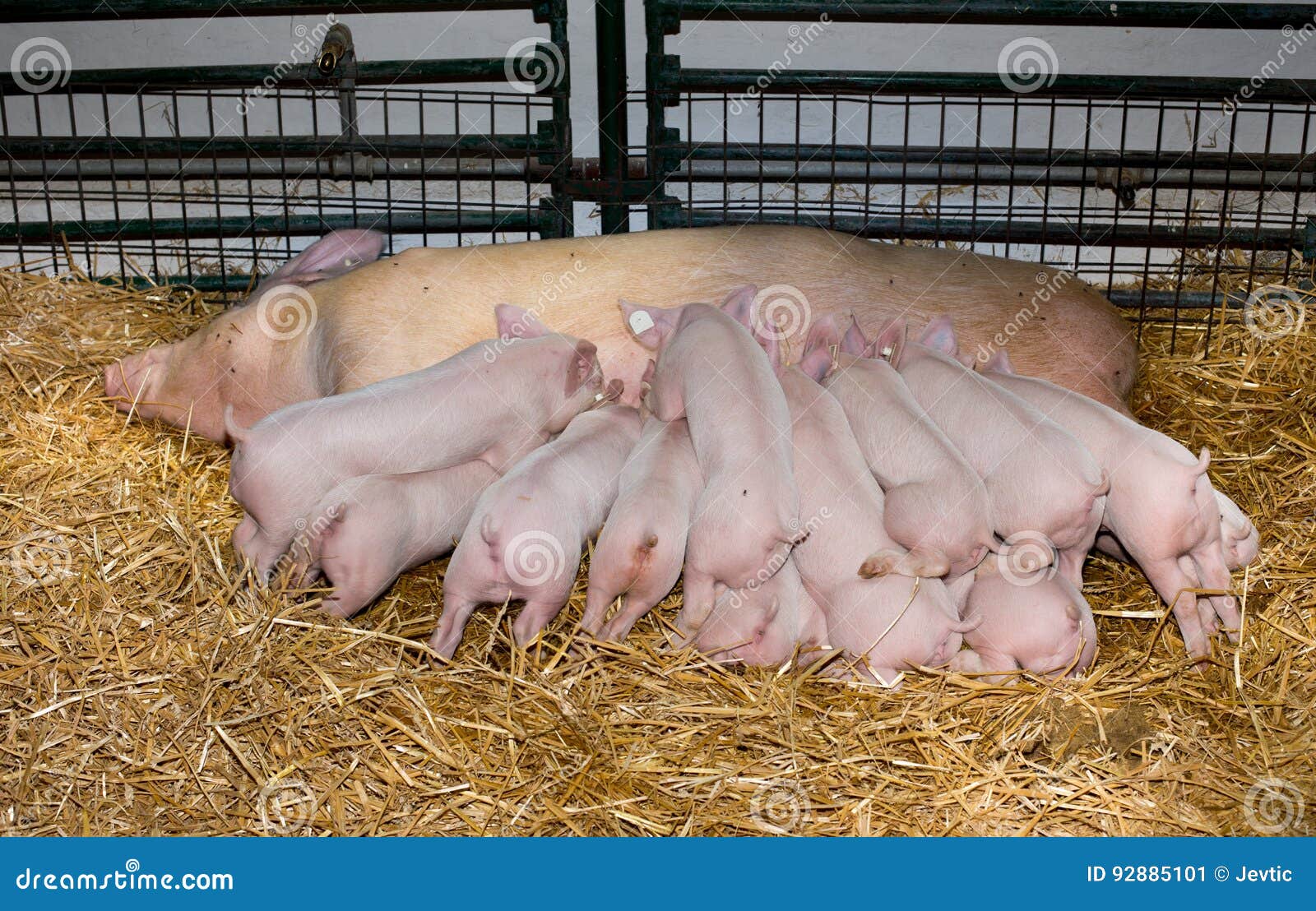 Biggetjes die zeug zogen stock afbeelding. Image of binnenlands - 92885101