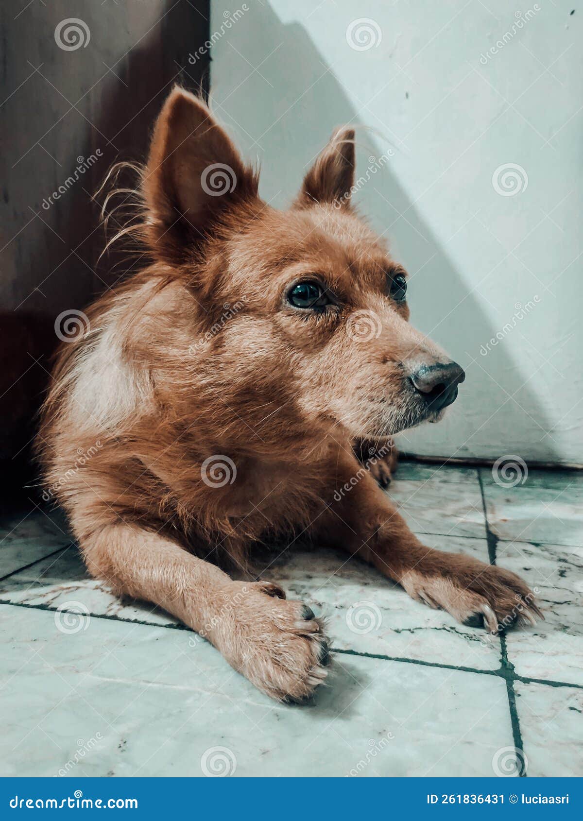Biggle dog stock image. Image of chocolate, indonesian - 261836431