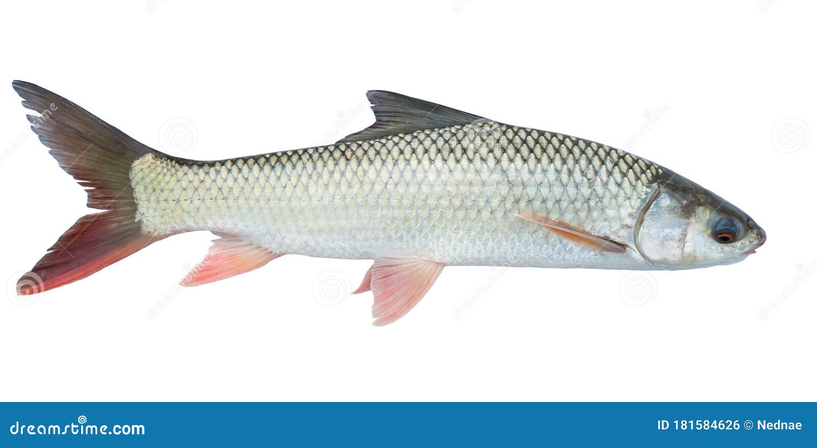 Bighead carp fish stock photo. Image of healthy, java - 181584626