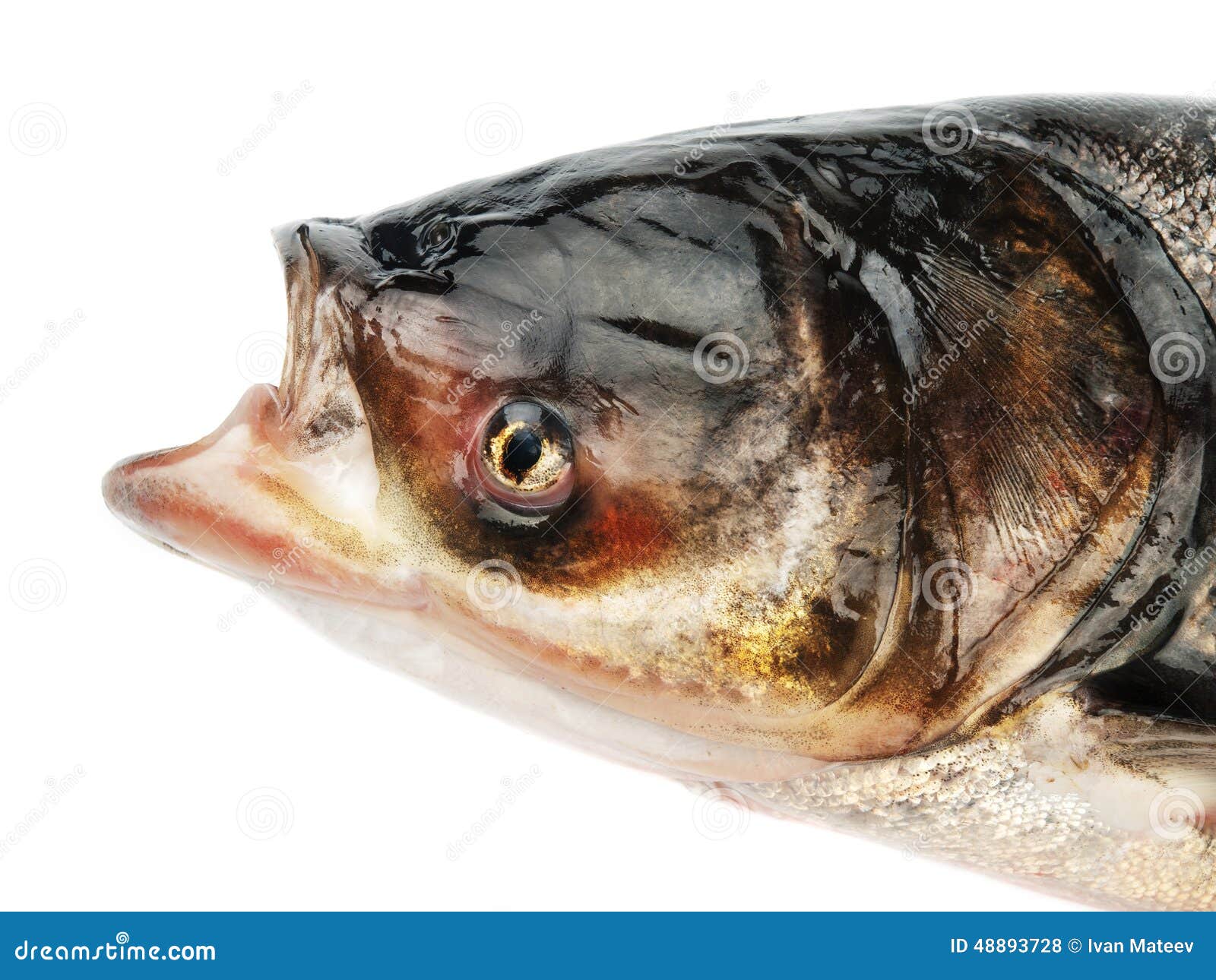 Bighead carp stock photo. Image of high, single, isolated - 48893728