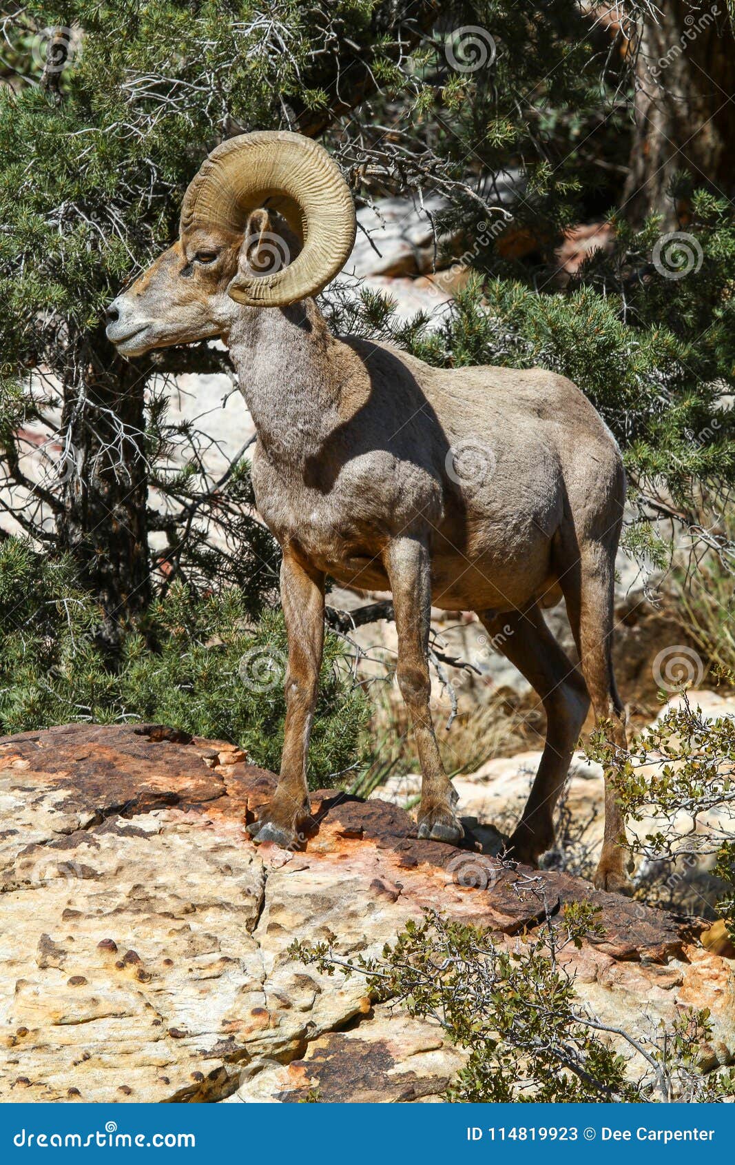 Bighorn cakli baran obraz stock. Obraz złożonej z baran - 114819923