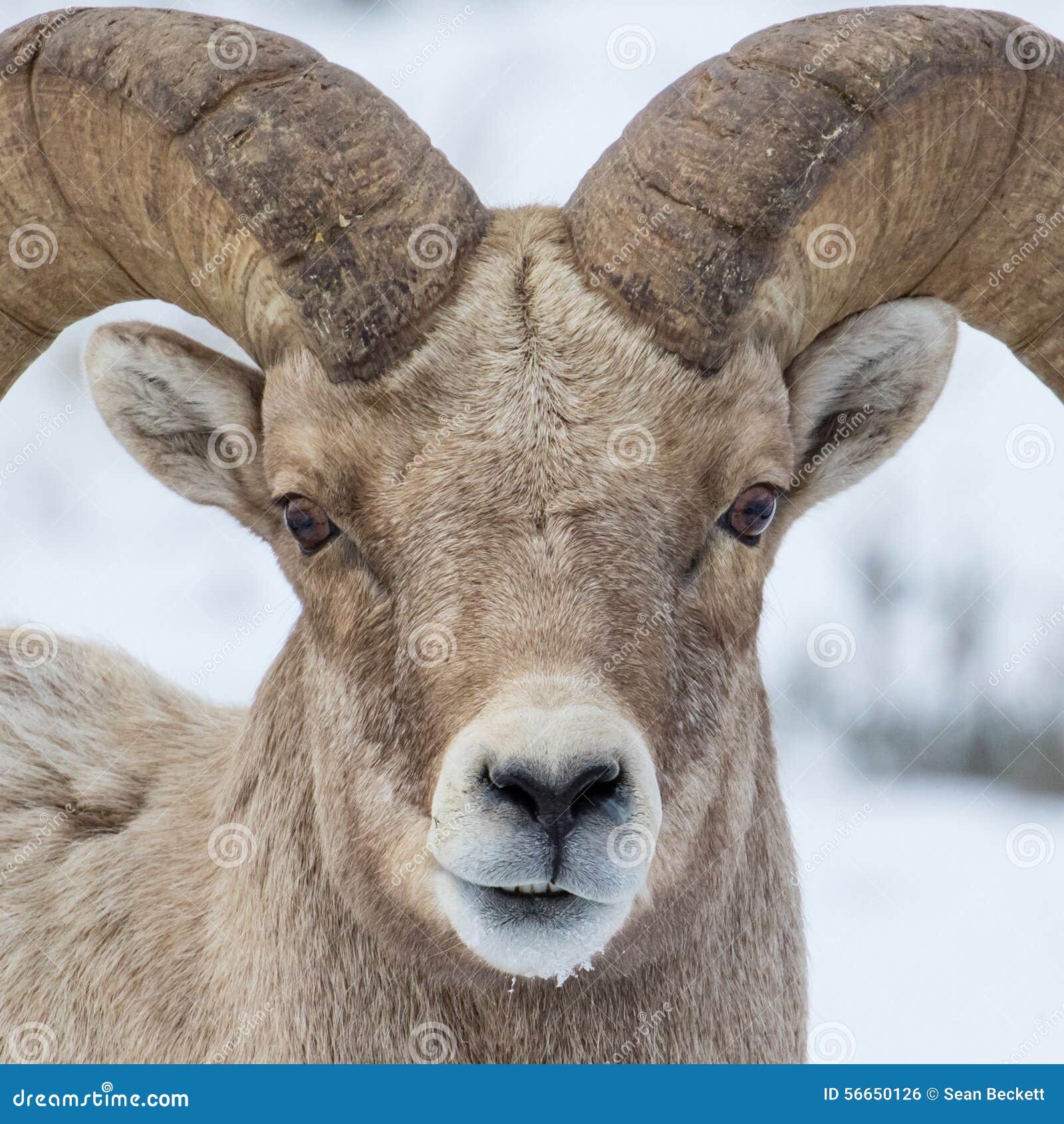 Bighorn closeup stock photo. Image of horns, mammal, bighorn - 56650126