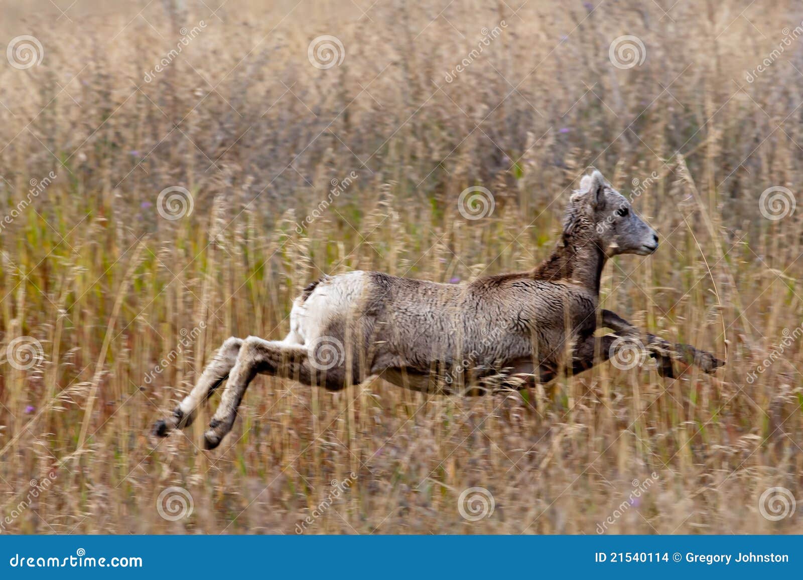 Bighorn lamb leaping. stock photo. Image of herbivore - 21540114